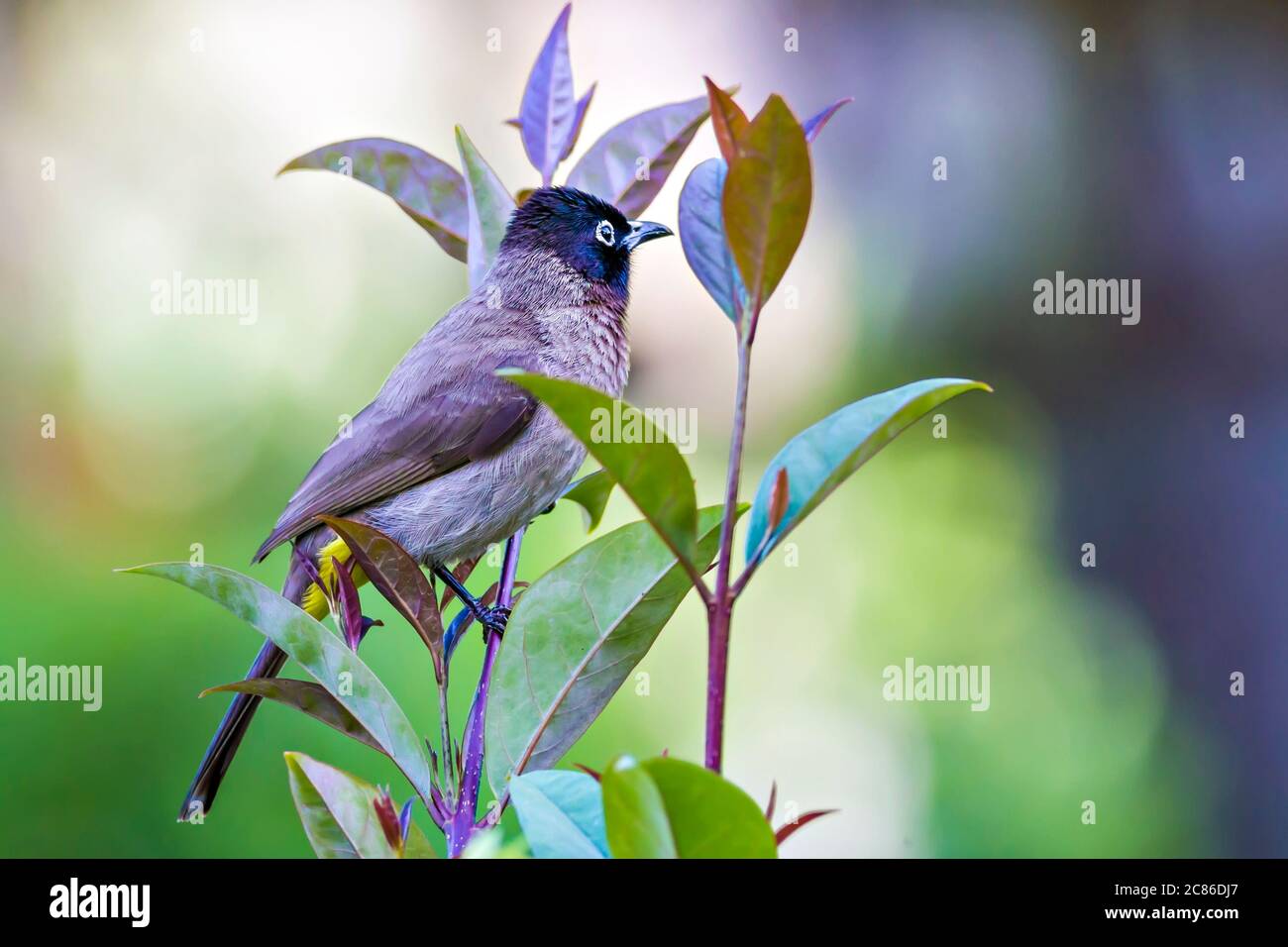 White spectacled Bulbul. Green nature background. Pycnonotus ...