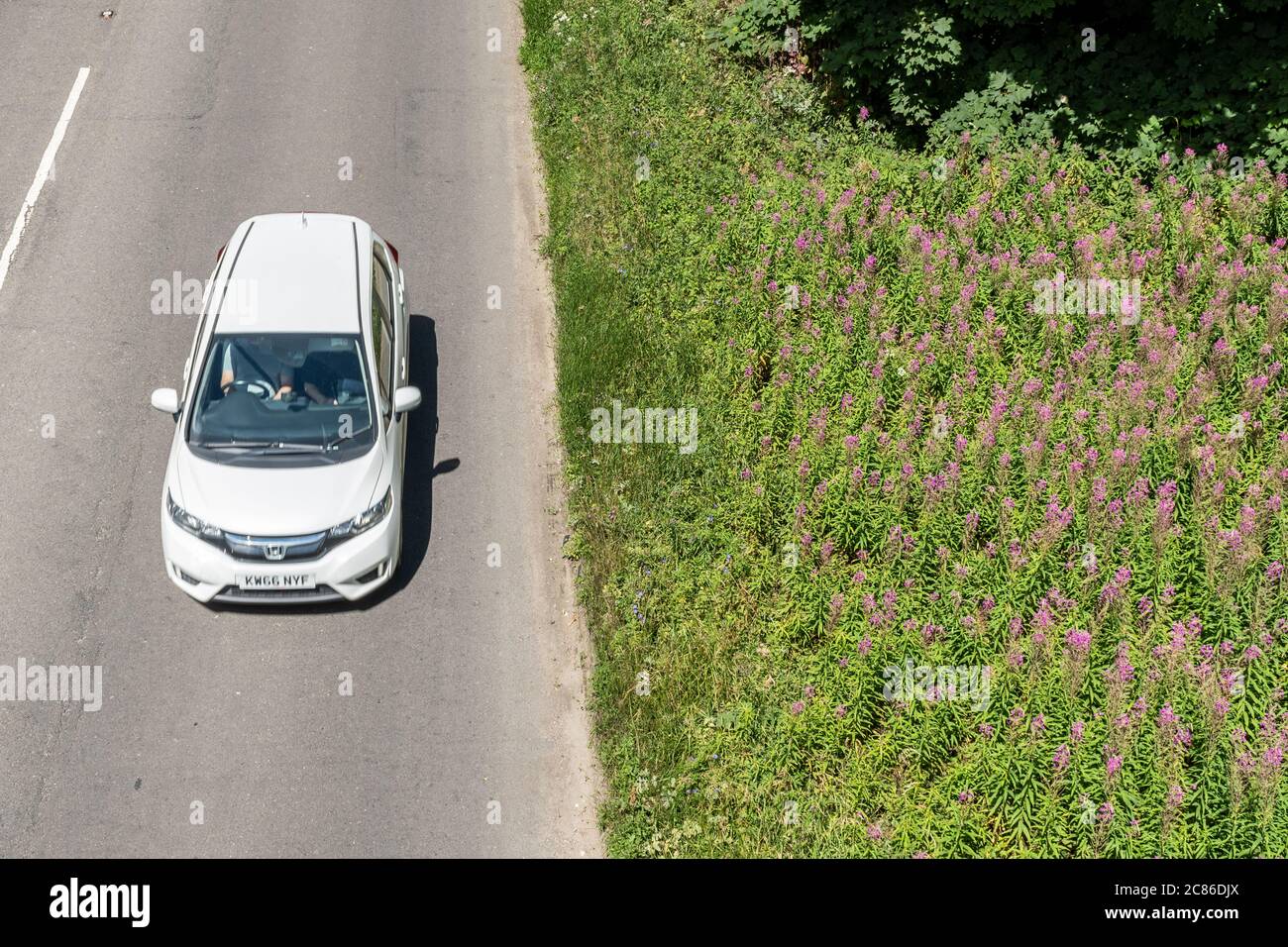 View of a road with a wildflower verge with rosebay willowherb and a ...