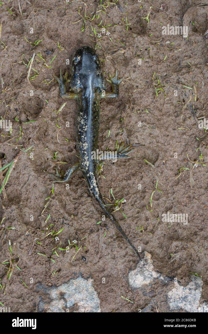 Tiger salamanders colorado hi-res stock photography and images - Alamy