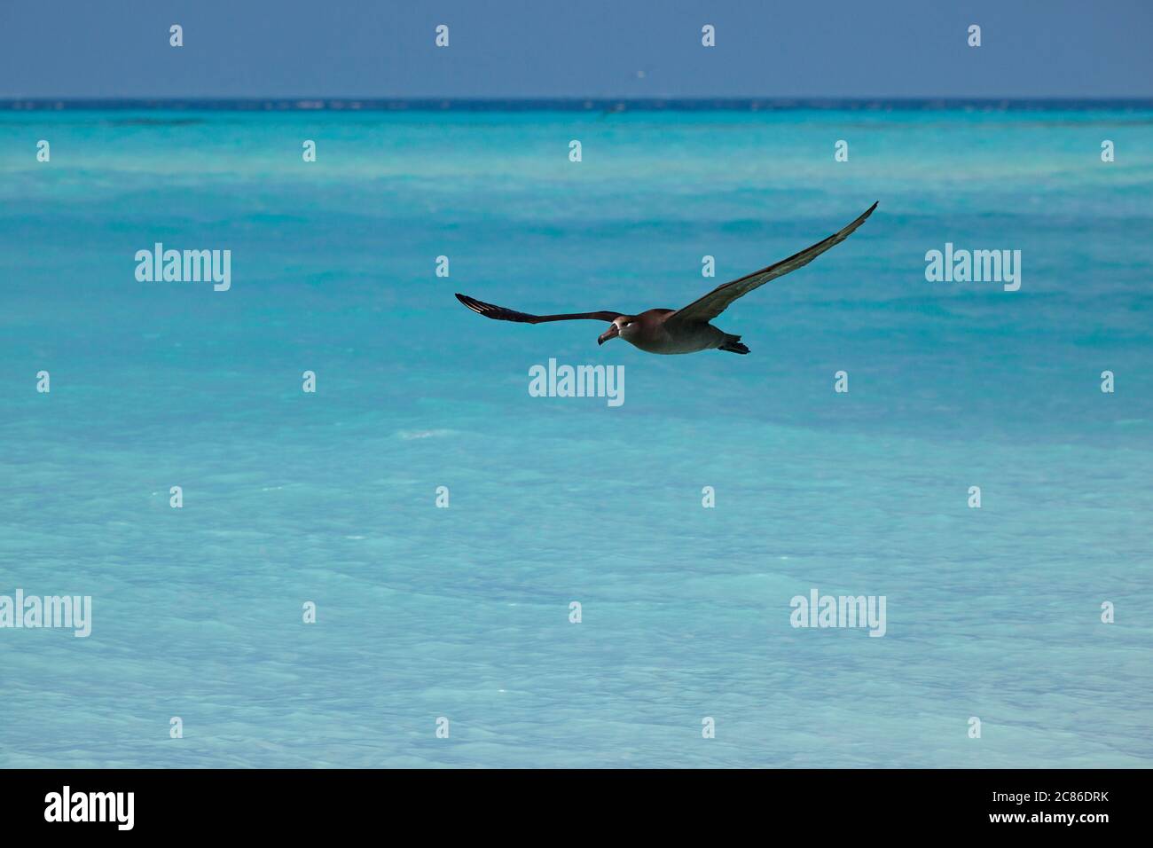 Black-footed albatross, Phoebastria nigripes, Sand Island, Midway Atoll ...
