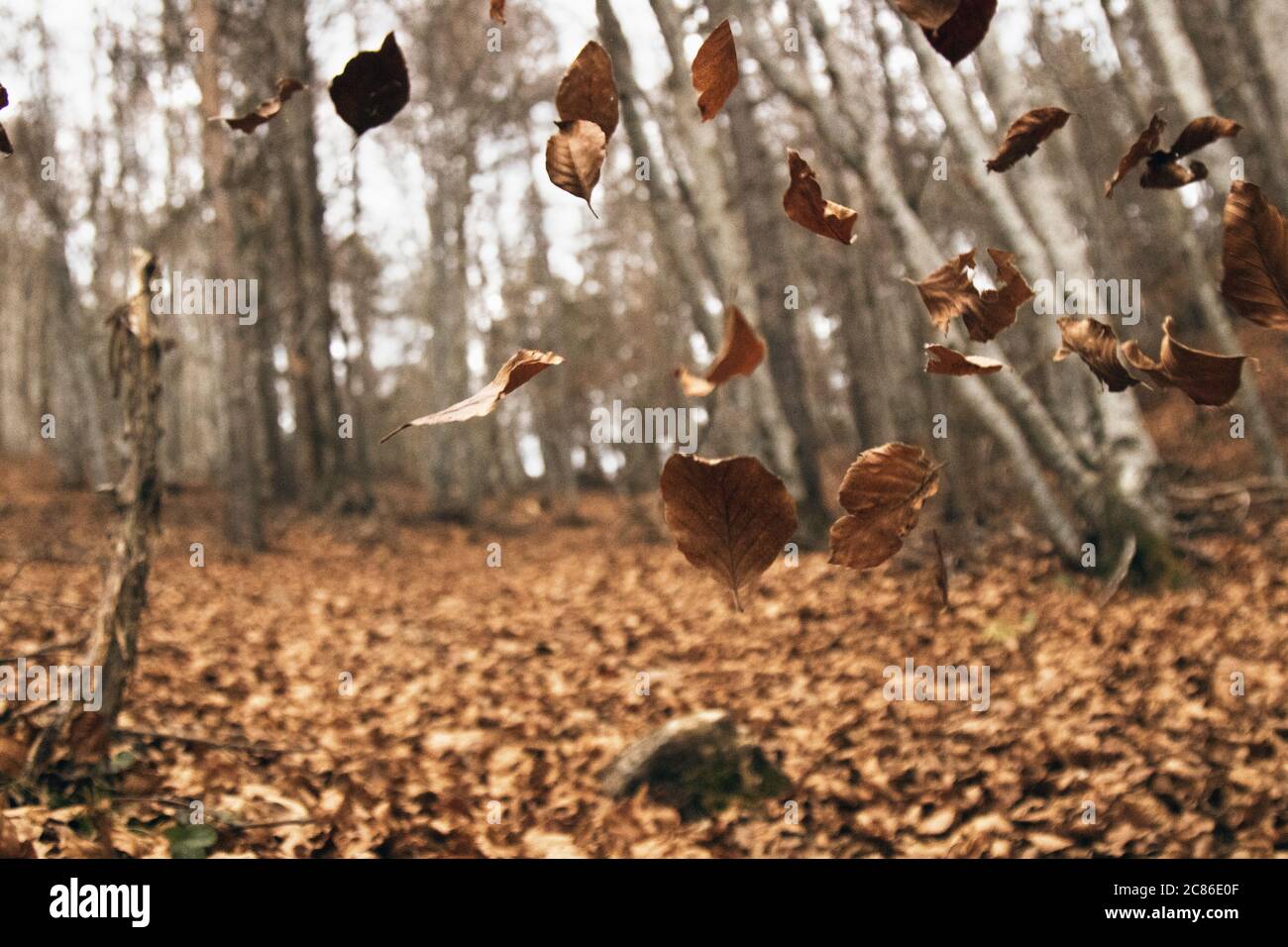 Leaves falling from some trees in a forest in autumn Stock Photo - Alamy