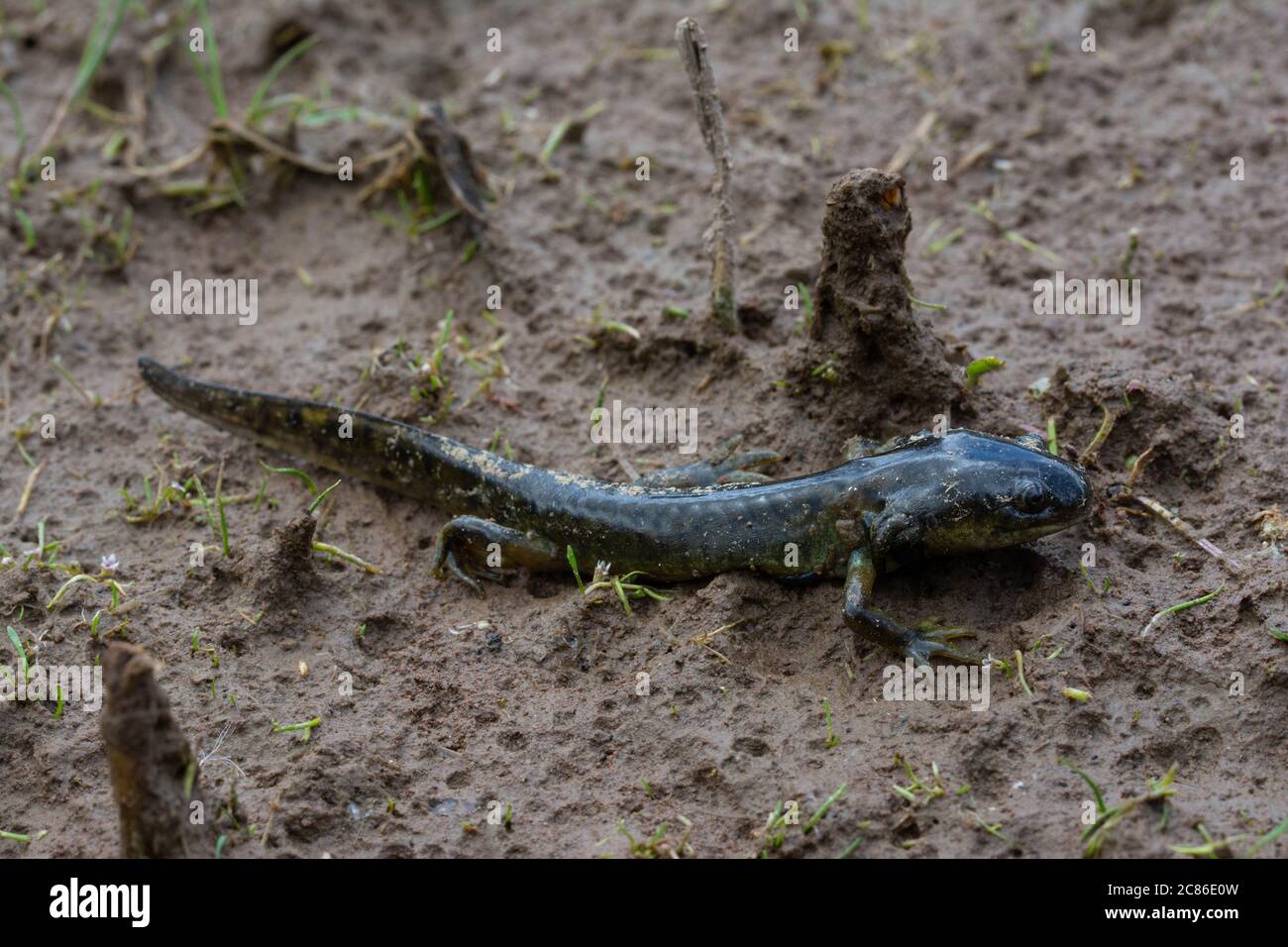 Tiger salamanders colorado hi-res stock photography and images - Alamy