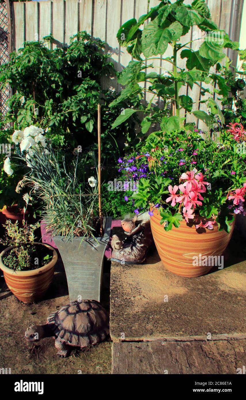 A rustic english garden in summertime Stock Photo - Alamy