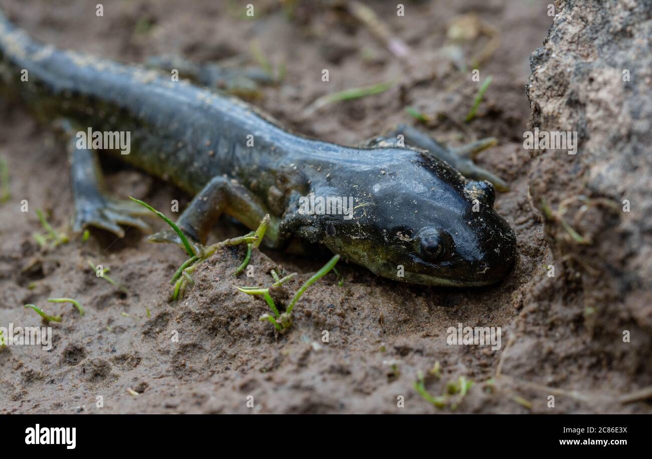 Tiger salamanders colorado hi-res stock photography and images - Alamy