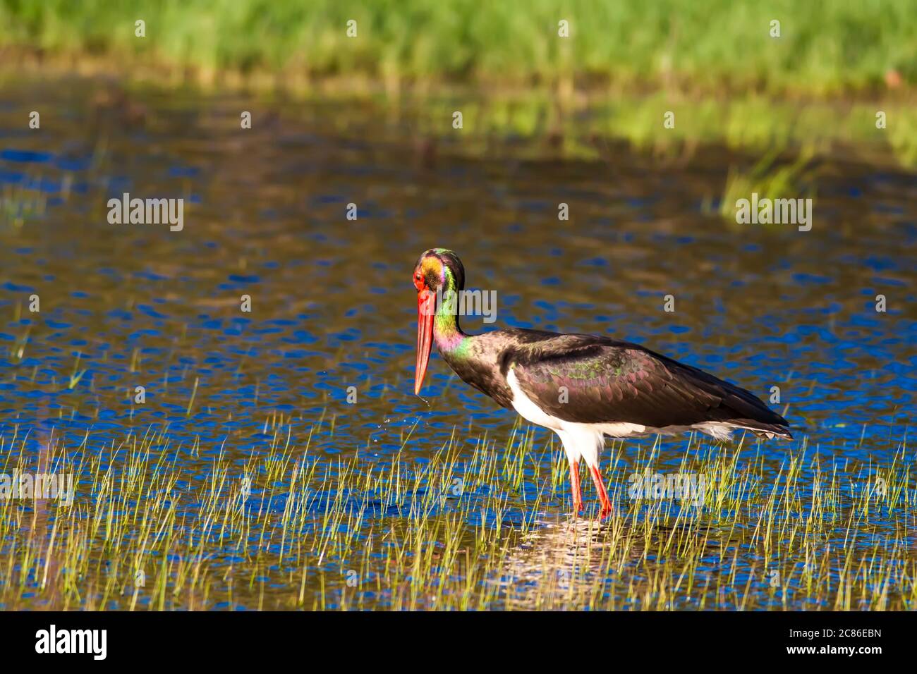 Black Stork. Green blue yellow habitat background. Bird: Black Stork ...