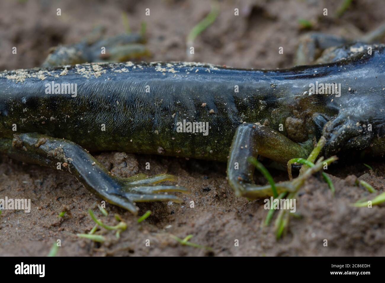 Tiger salamanders colorado hi-res stock photography and images - Alamy