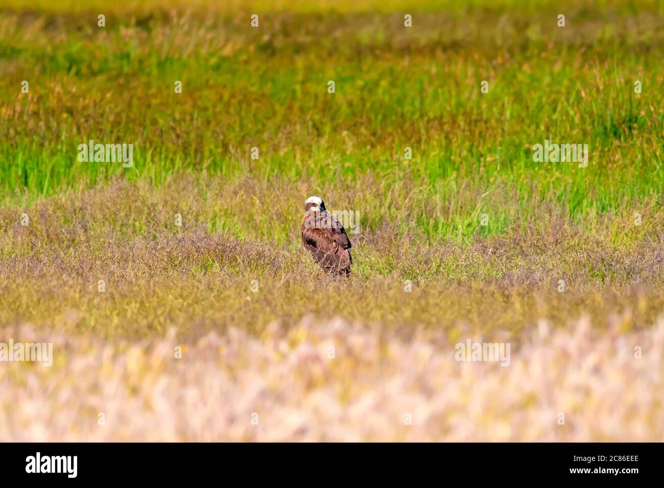 Bird of prey. Wil birds. Nature background Stock Photo - Alamy