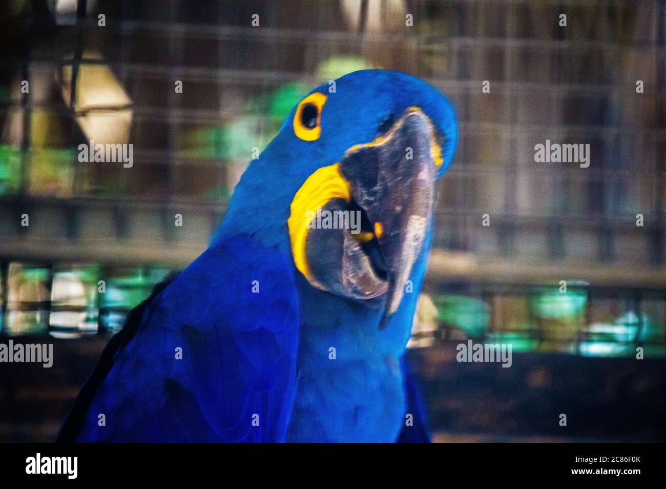 Tropical parrot images hi-res stock photography and images - Alamy