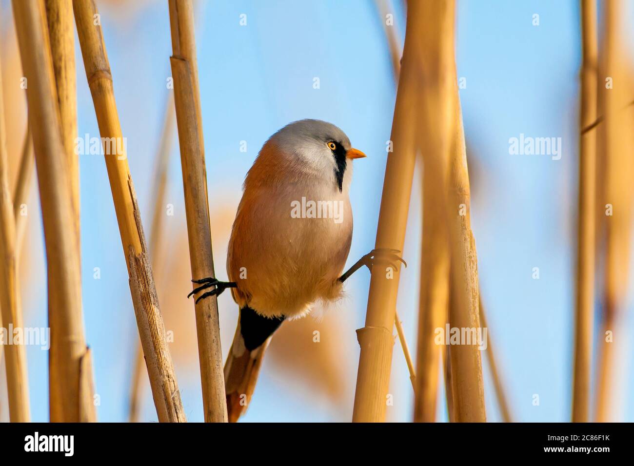 Nature and bird. Natural background Stock Photo - Alamy