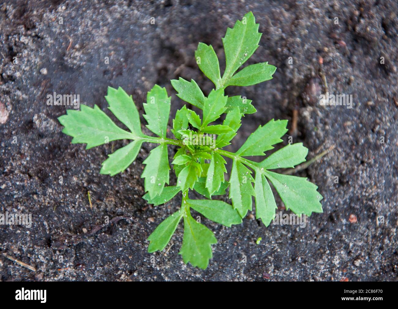 Germinating flower. Top view Stock Photo - Alamy