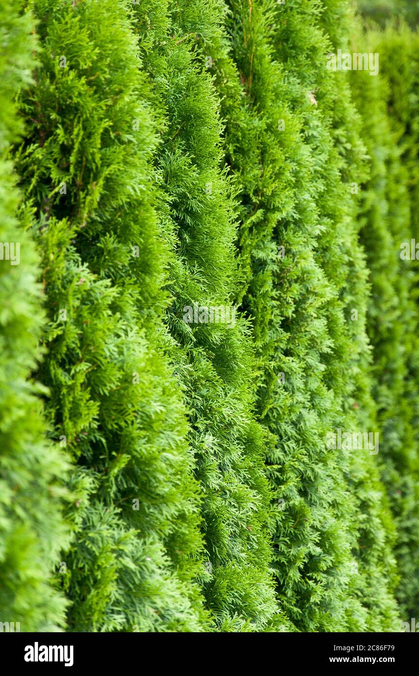 Closeup photo of green conifer hedge Stock Photo - Alamy