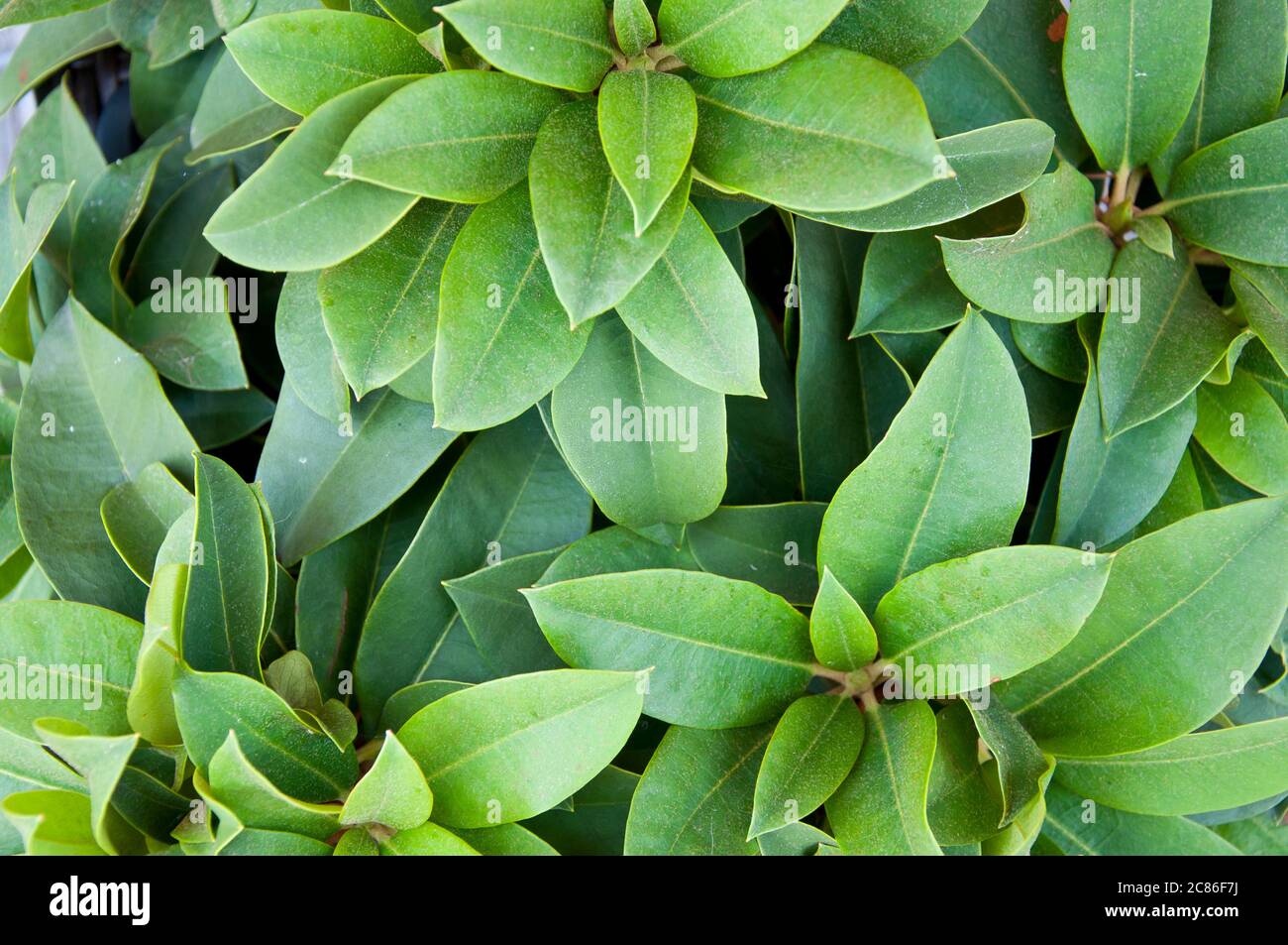 Plants top view hi-res stock photography and images - Alamy
