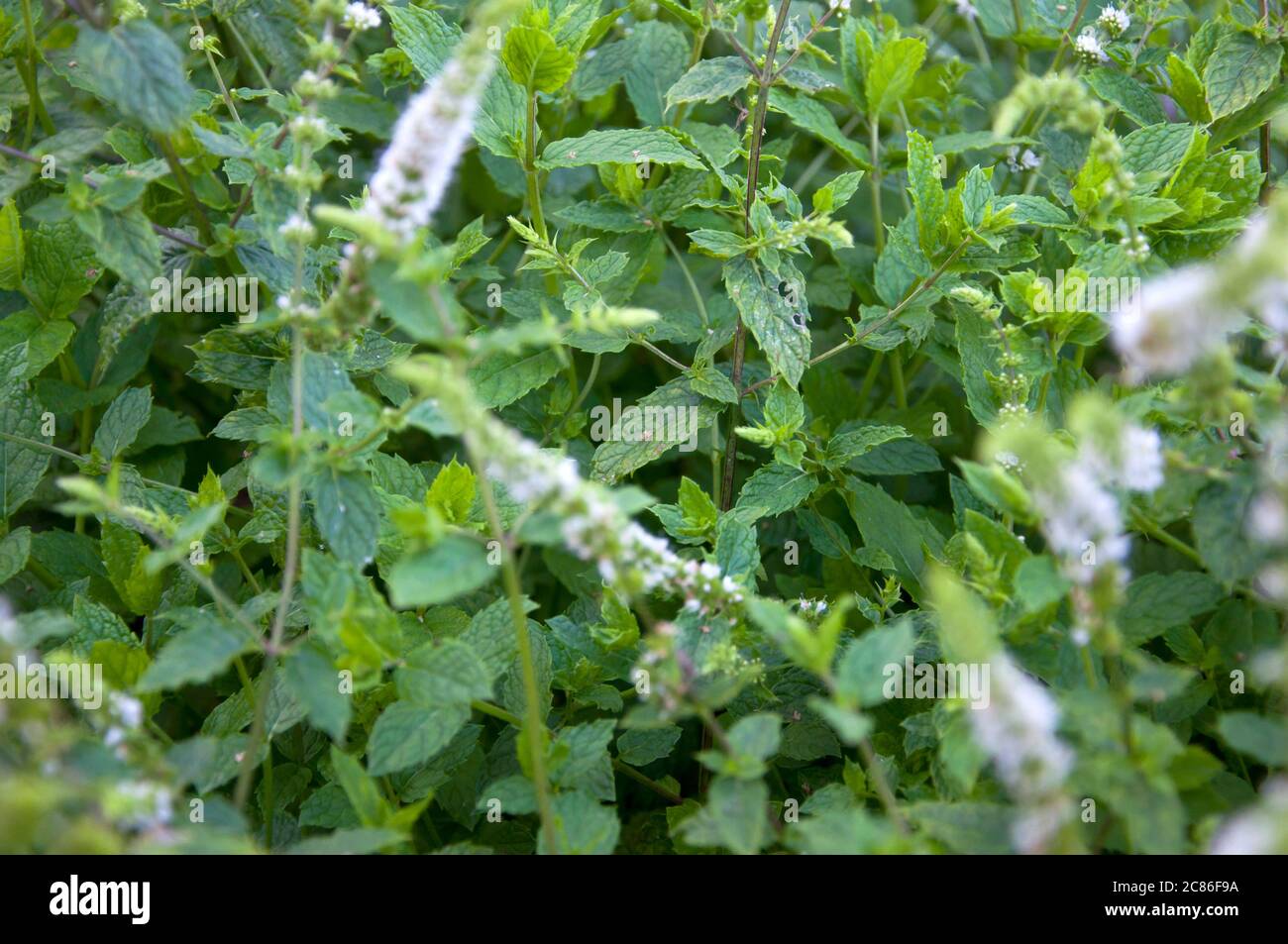fresh smelling mint leafes growing on a young shrub.Closeup photo ...