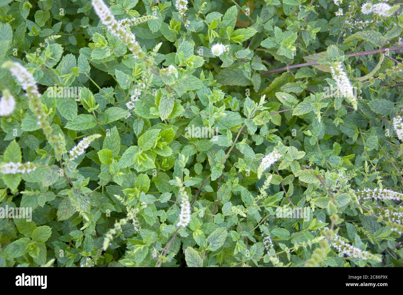 fresh smelling mint leafes growing on a young shrub.Closeup photo ...