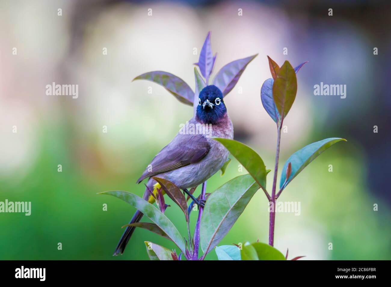 White spectacled Bulbul. Green nature background. Pycnonotus ...