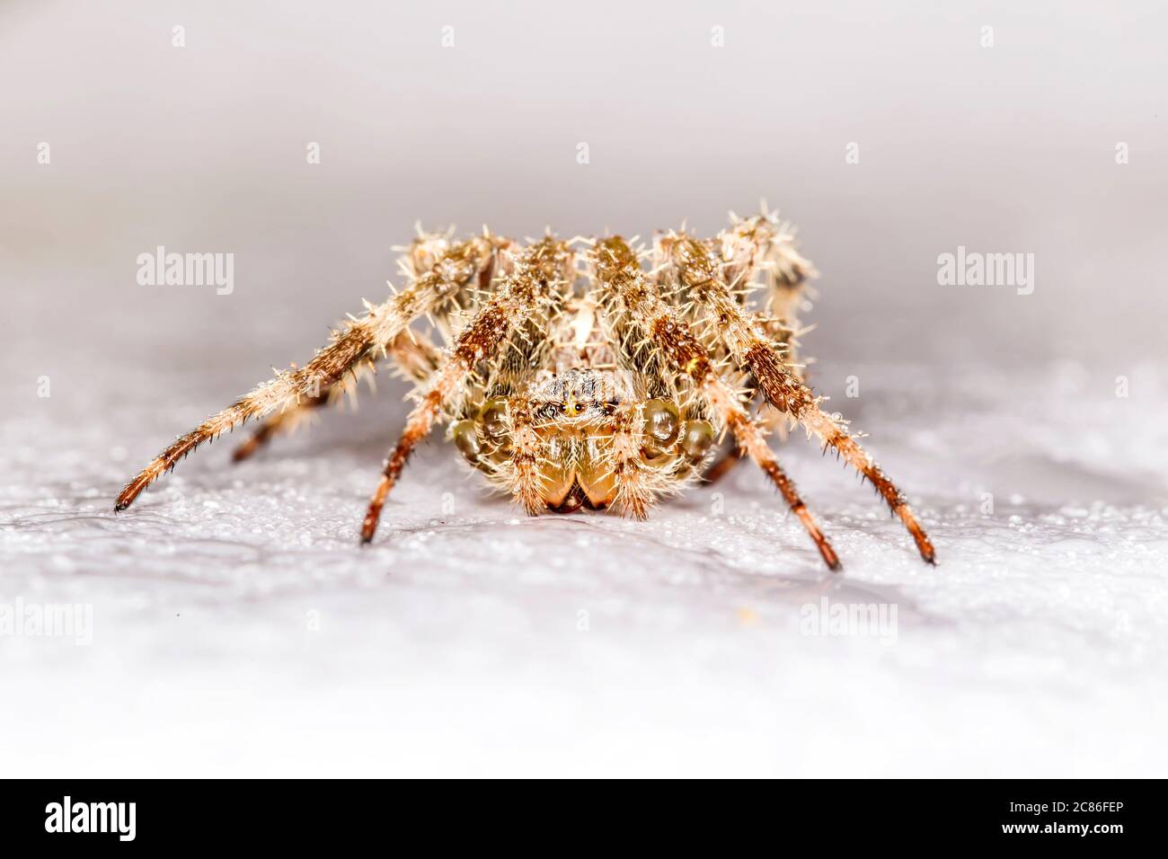 Spider. Spider wrapping its prey in silk. Nature background Stock Photo ...