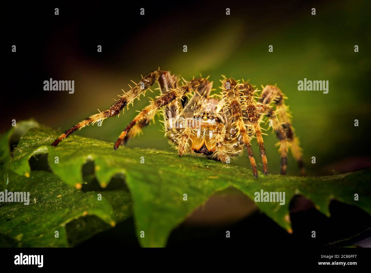 Spider. Spider wrapping its prey in silk. Nature background Stock Photo ...