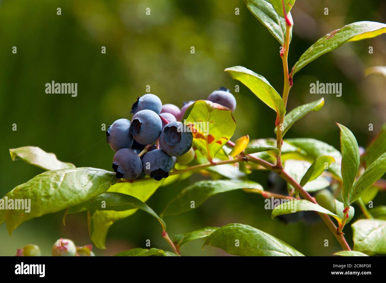 Closeup photo of bilberry plant. Vaccinium corymbosum Stock Photo - Alamy