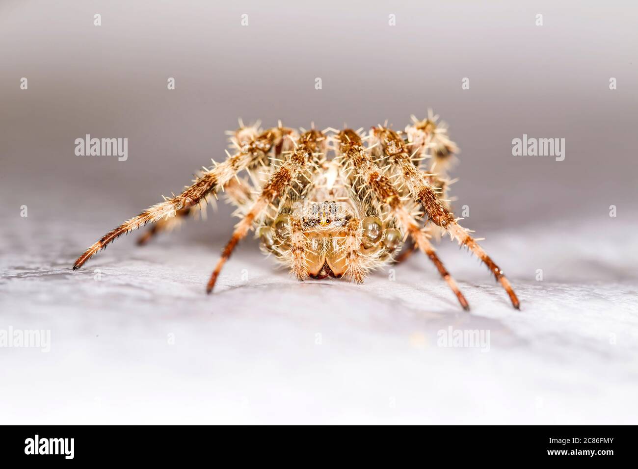 Spider. Spider wrapping its prey in silk. Nature background Stock Photo ...