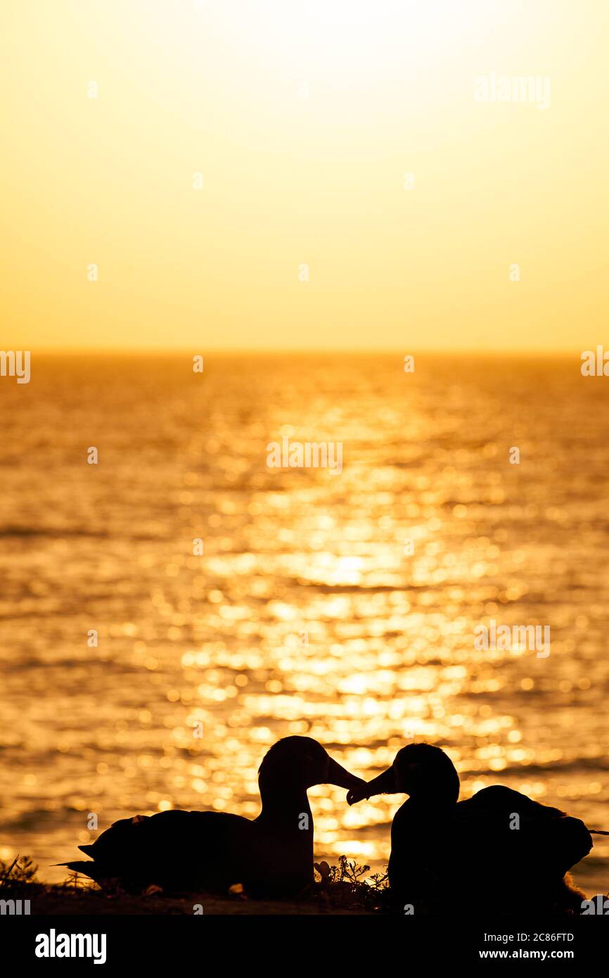 Albatross couple love hi-res stock photography and images - Alamy
