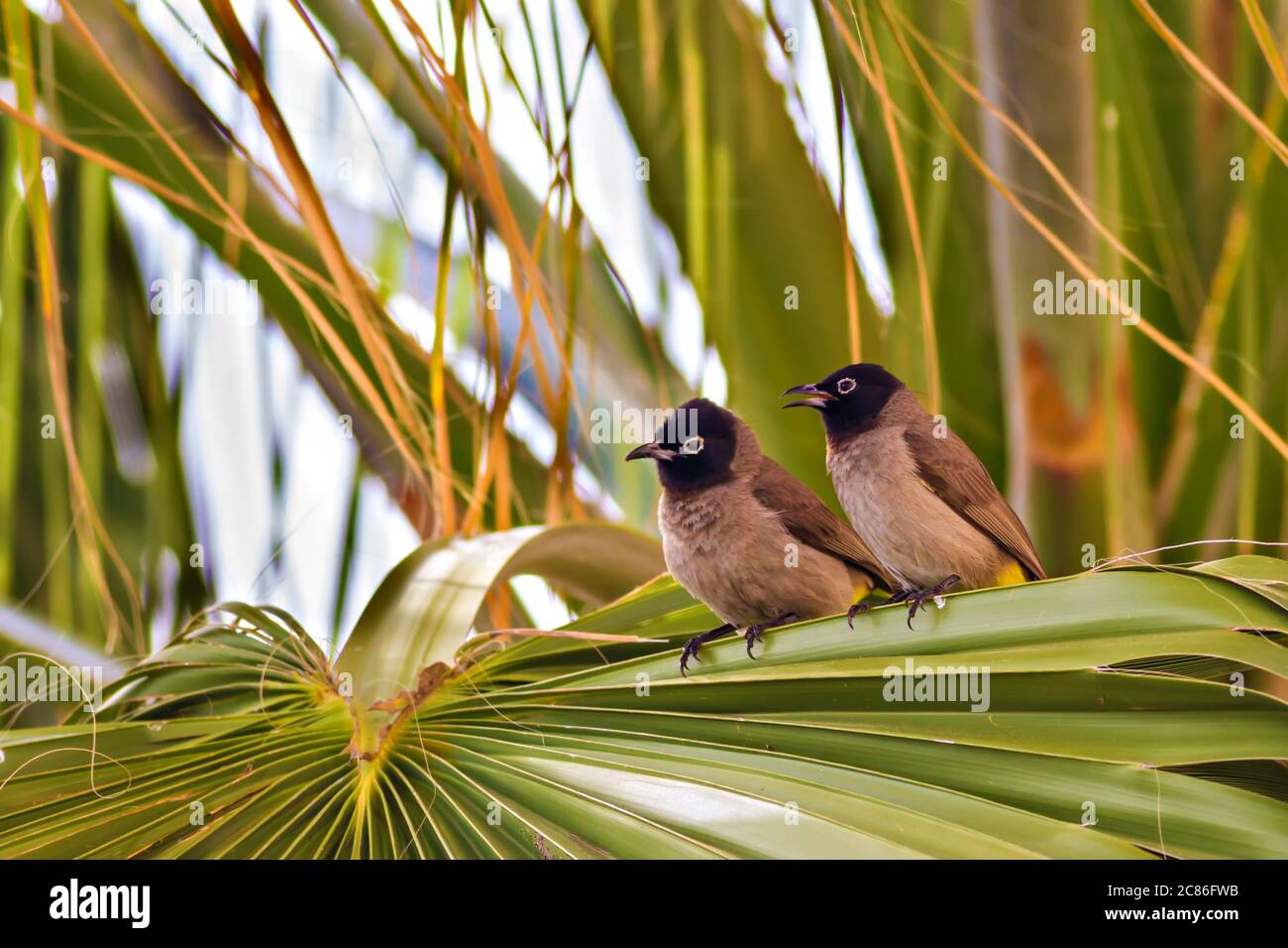 White spectacled Bulbul. Green nature background. Pycnonotus ...