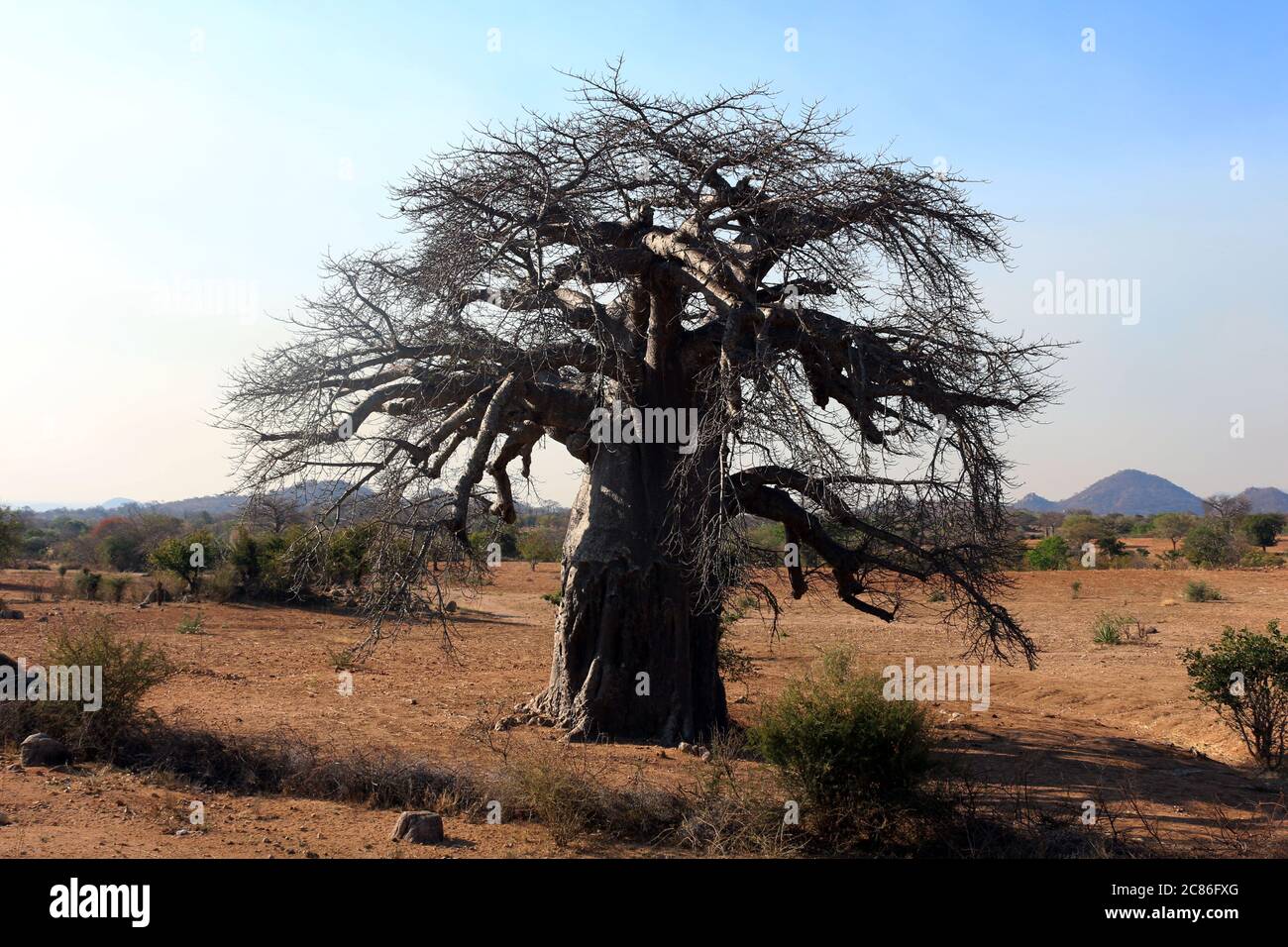 Biggest baobab tree hi-res stock photography and images - Alamy