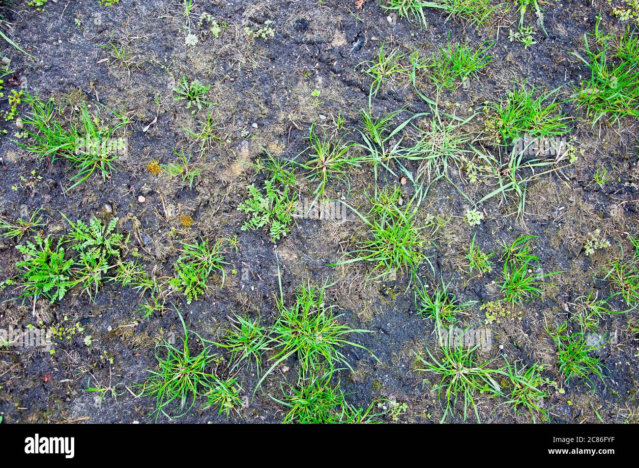 Grass clumps ground texture Stock Photo - Alamy
