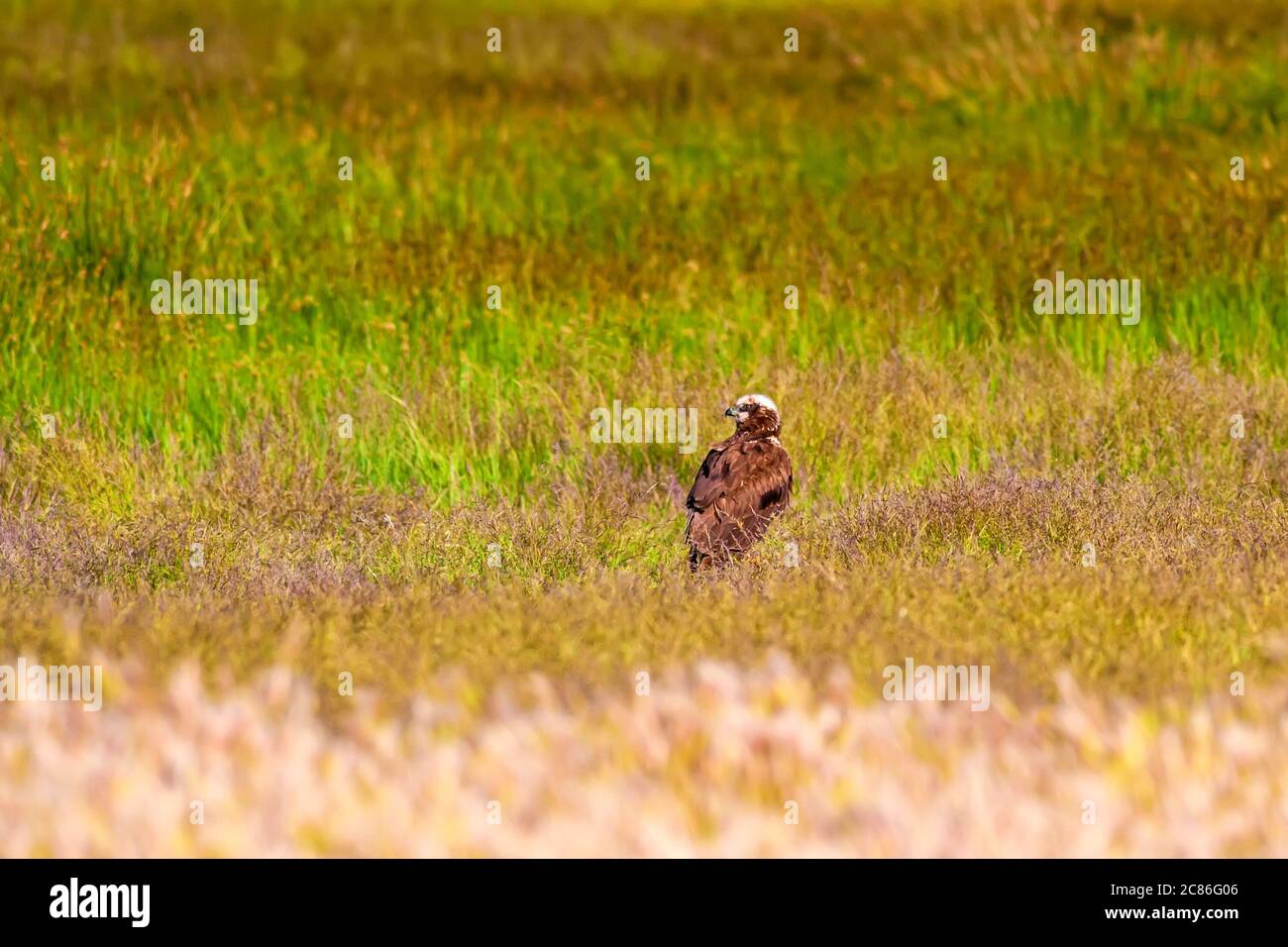 Black hawk. Green nature background. Western Marsh Harrier. Circus ...