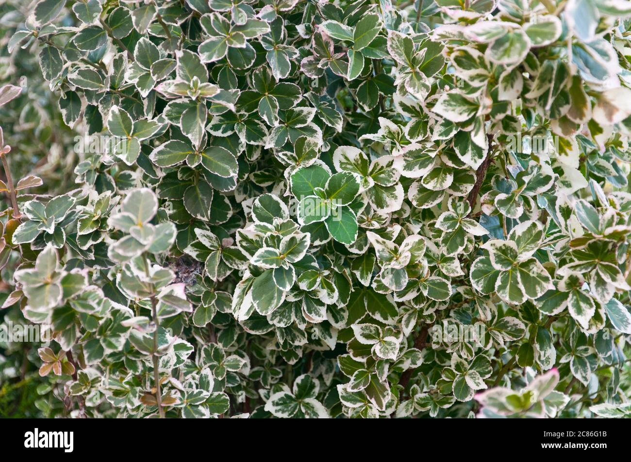 Emerald Gaiety plant background Stock Photo - Alamy
