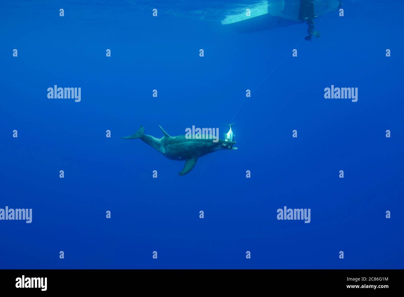 Counter shading fish hi-res stock photography and images - Alamy