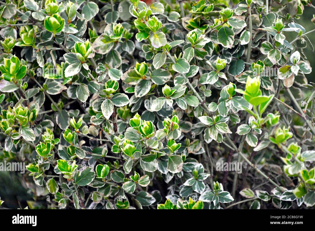 Euonymus fortunei ‘emerald gaiety’ hi-res stock photography and images ...