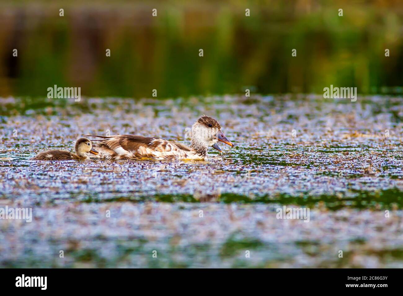 Duck. Red crested Pochard. Colorful nature habitat background. Common ...