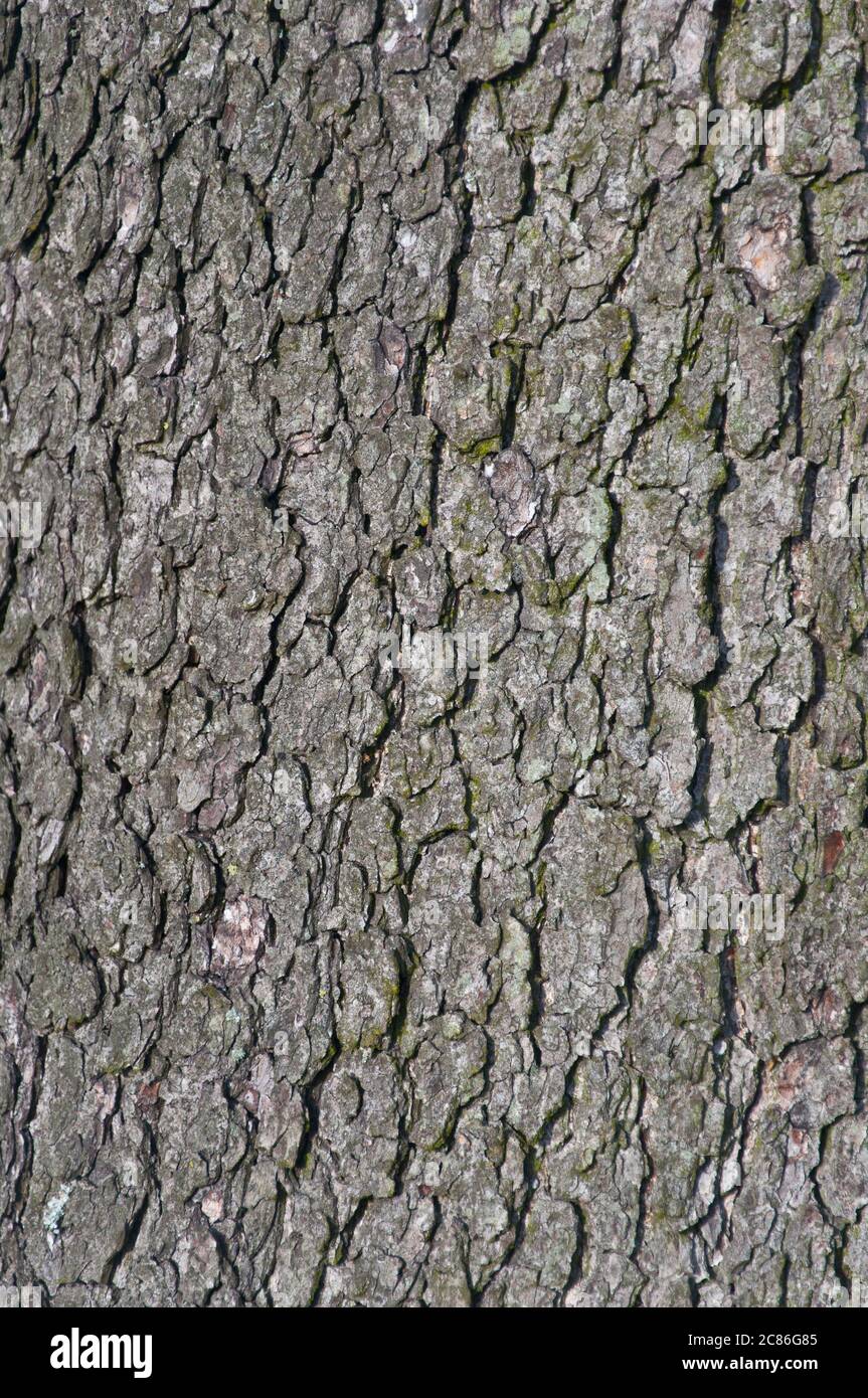 Tree bark texture Stock Photo - Alamy