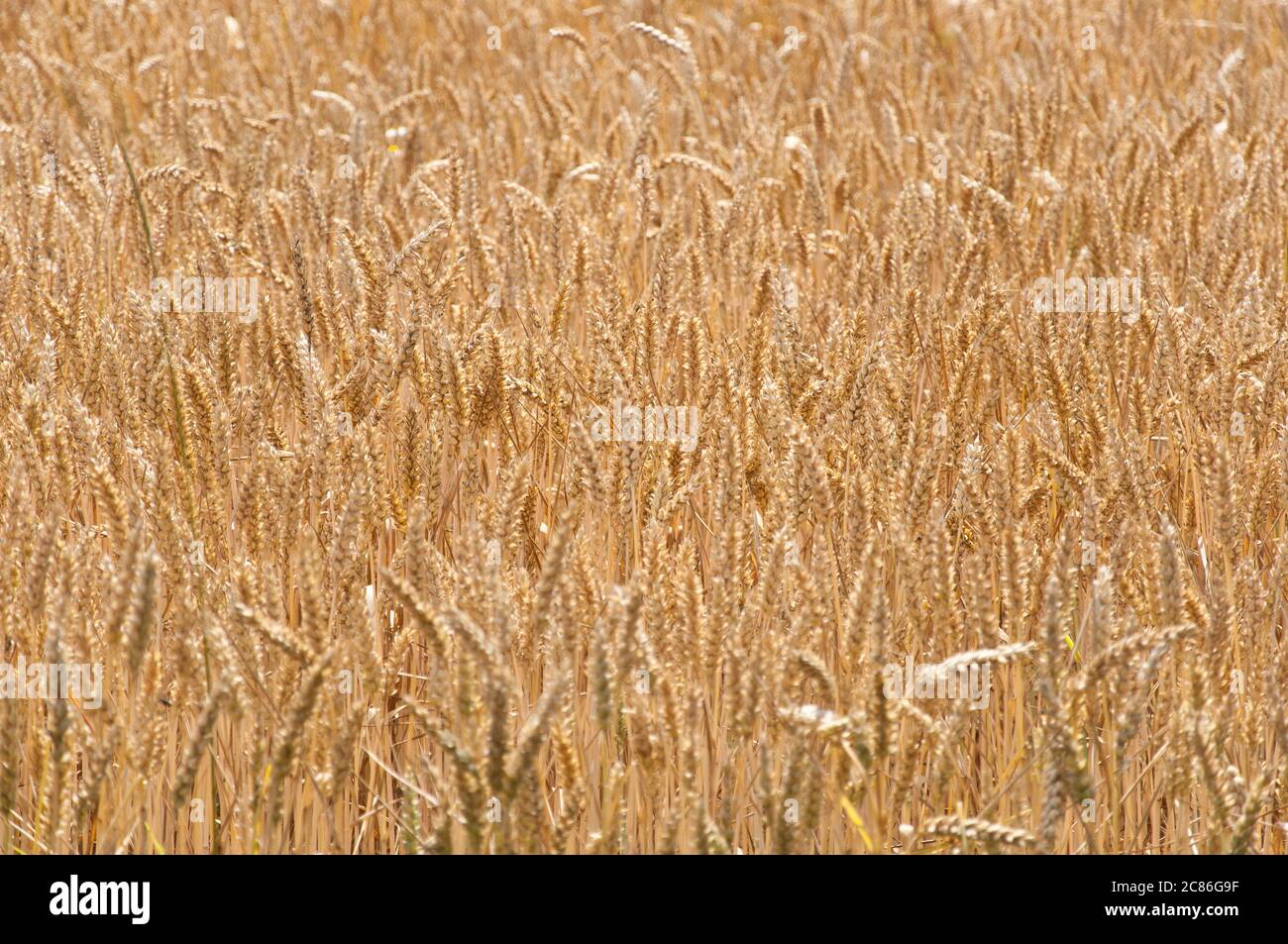 yellow grown wheat background Stock Photo - Alamy