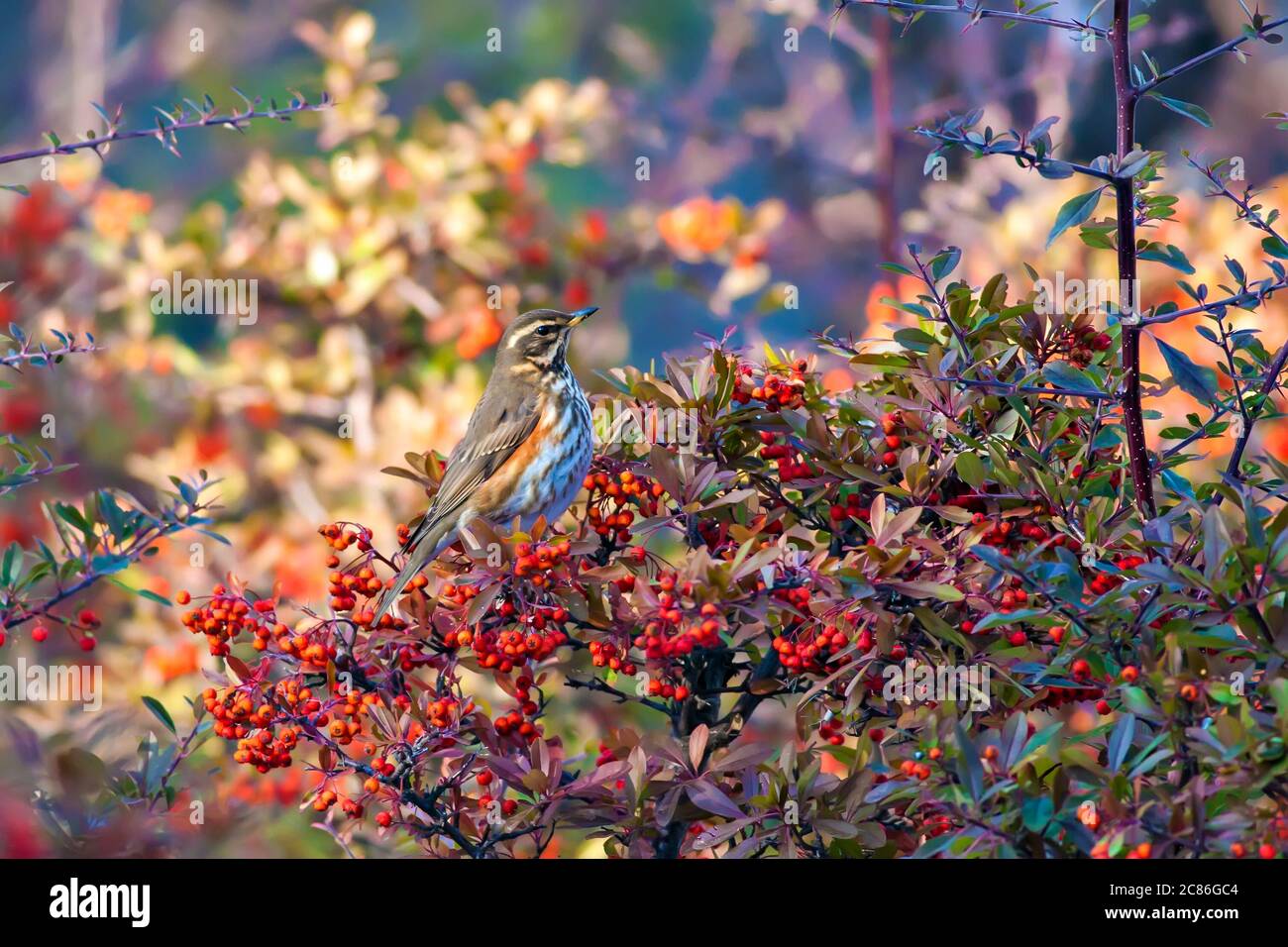 Nature and birds. Bird on branch. Nature background Stock Photo - Alamy