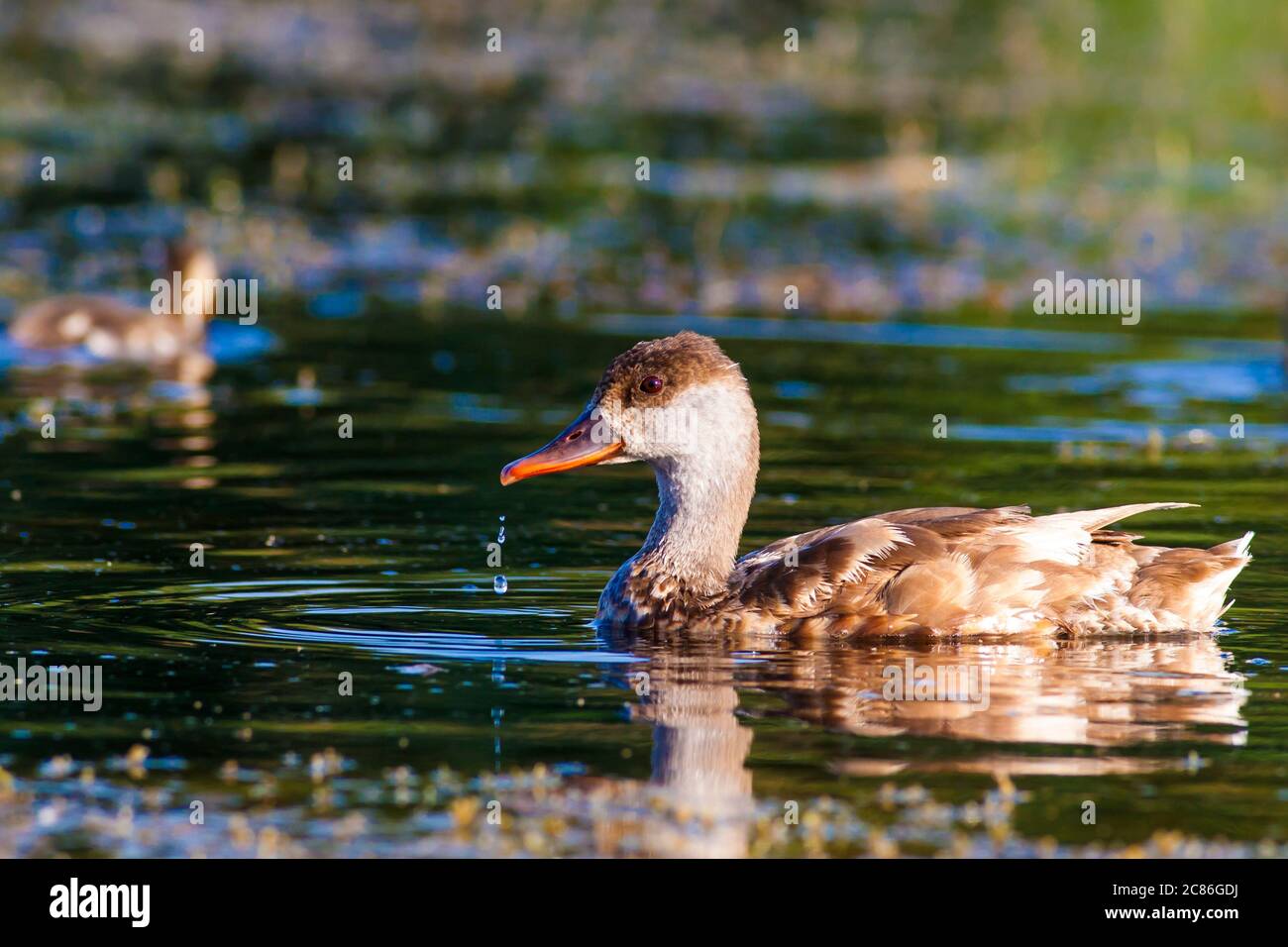 Duck. Red crested Pochard. Colorful nature habitat background. Common ...