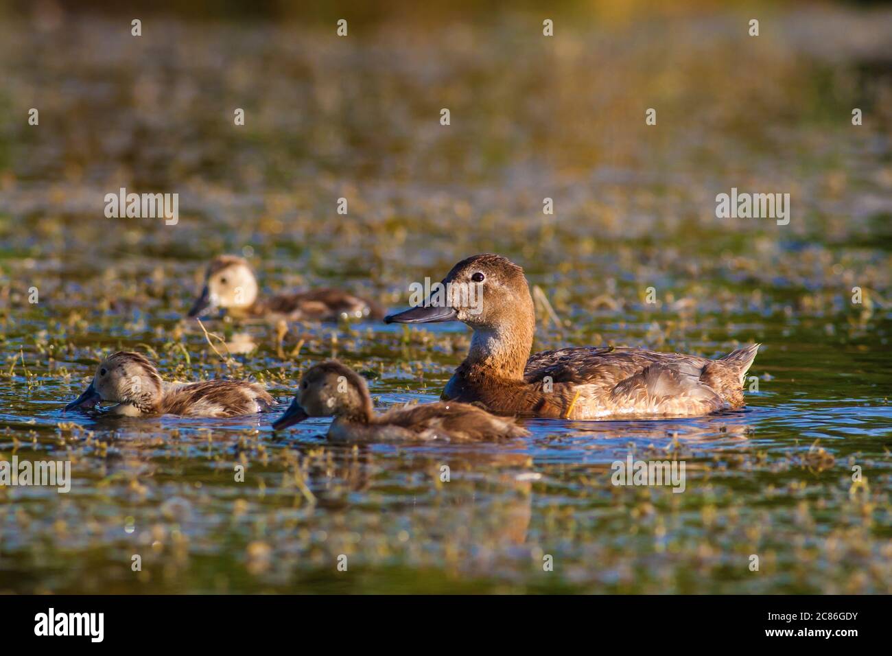 Cute duck family. Natural background. Bird: Common Pochard. Aythya ...