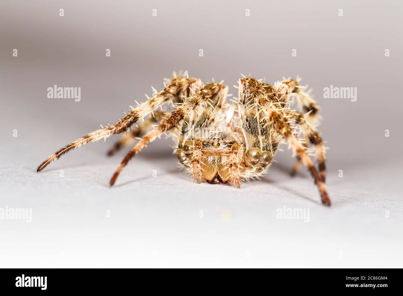 Spider. Spider wrapping its prey in silk. Nature background Stock Photo ...