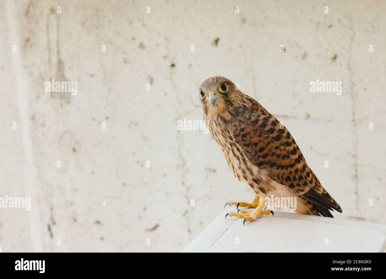 Peregrine falcon looking at camera hi-res stock photography and images ...