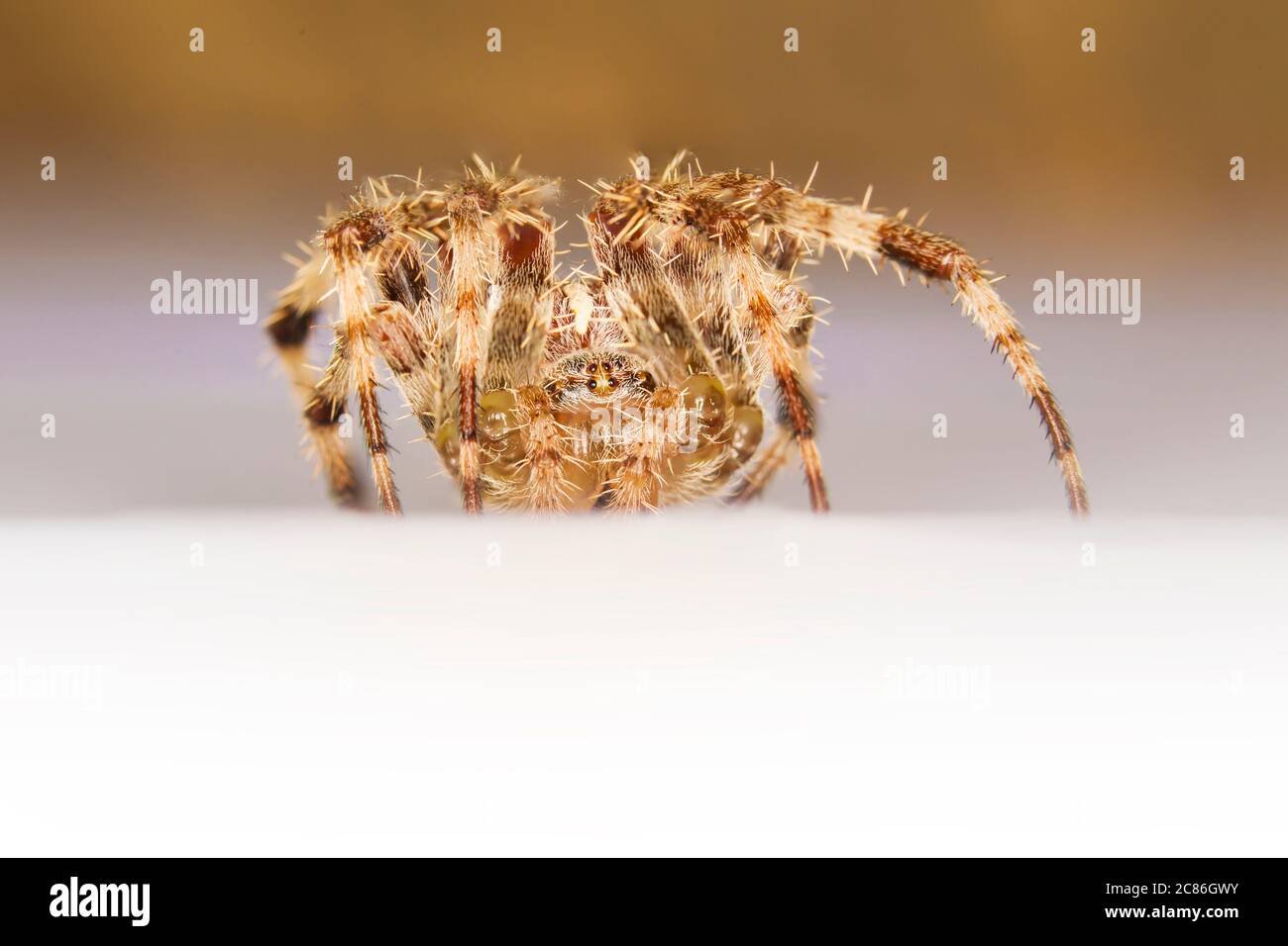 Spider. Spider wrapping its prey in silk. Nature background Stock Photo ...