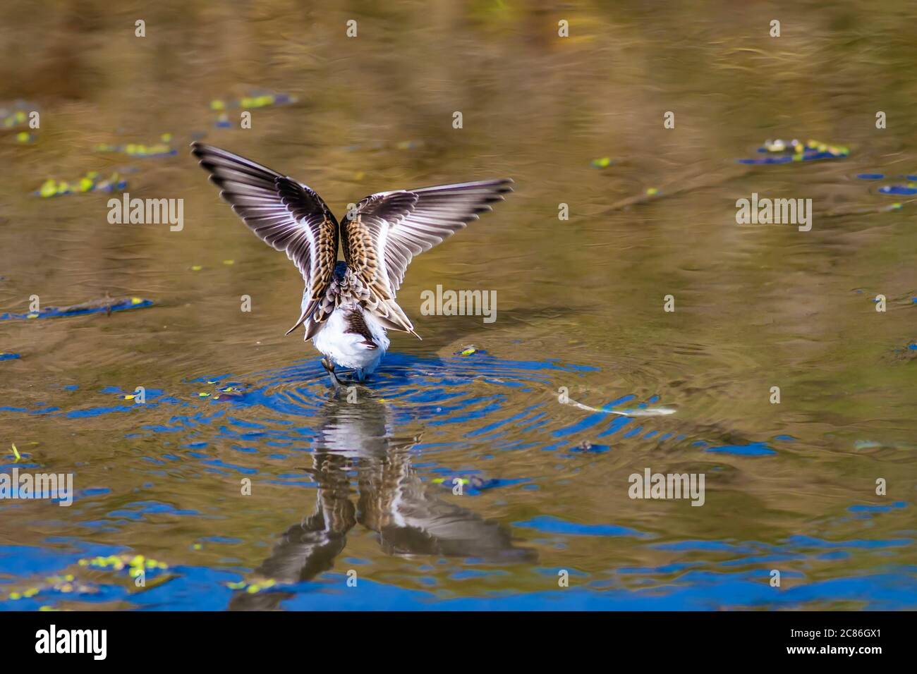 Water nature and birds. Nature background Stock Photo - Alamy