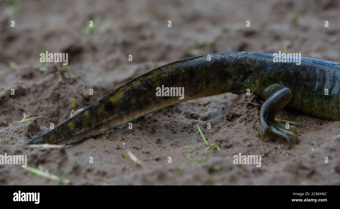 Tiger salamanders larva hi-res stock photography and images - Alamy