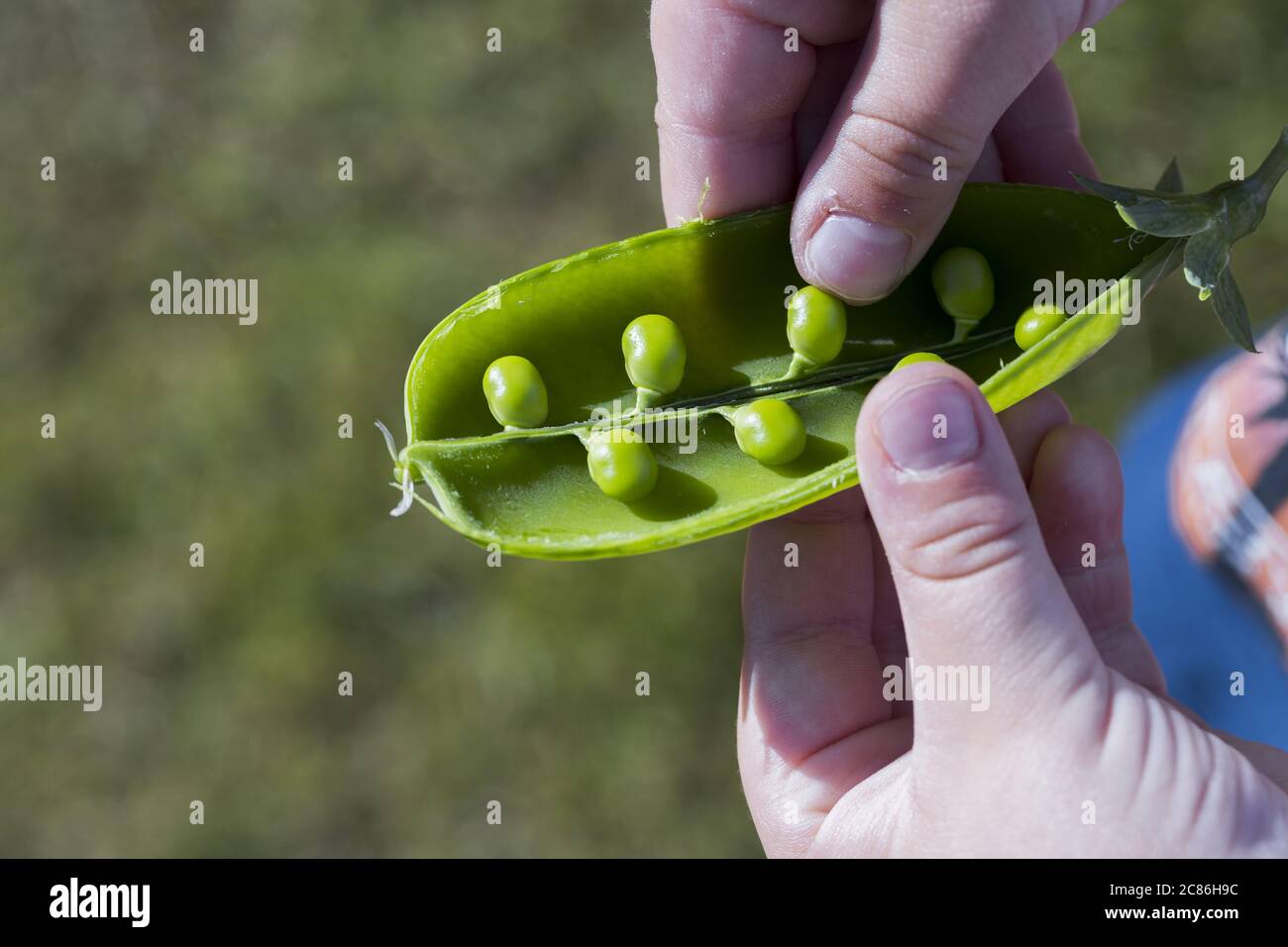 Child pea pod hi-res stock photography and images - Alamy