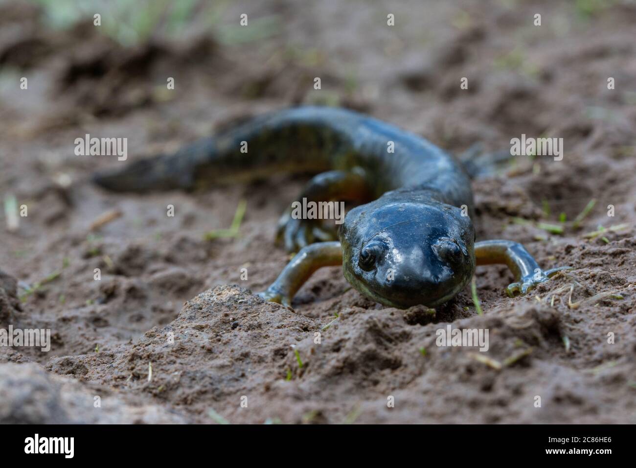 Tiger salamanders colorado hi-res stock photography and images - Alamy