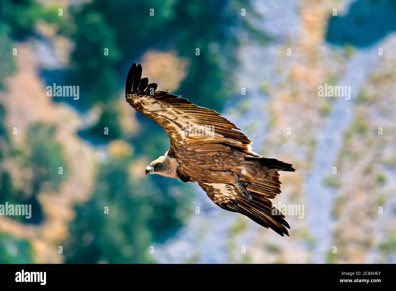 Flying Vulture. Bird: Griffon Vulture. Brown green nature background ...