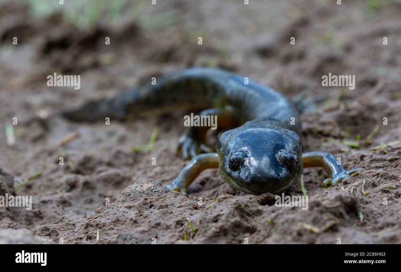 Tiger salamanders colorado hi-res stock photography and images - Alamy