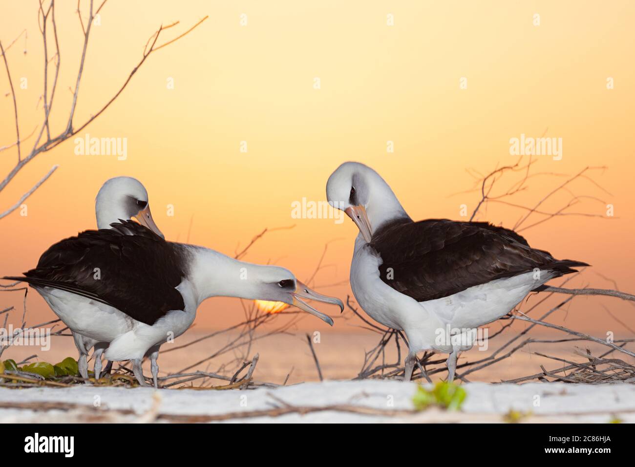 Laysan albatross dance hi-res stock photography and images - Alamy