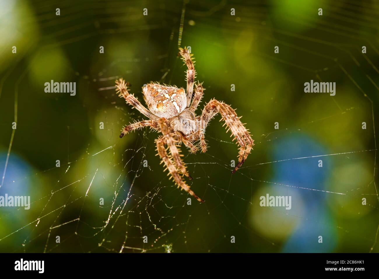 Spider. Spider wrapping its prey in silk. Nature background Stock Photo ...