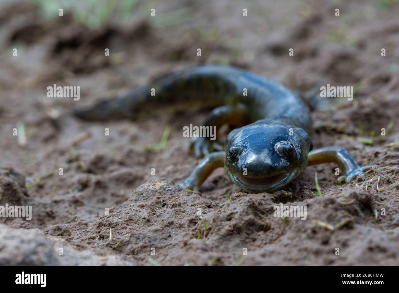 Tiger Salamanders Colorado High Resolution Stock Photography and Images ...
