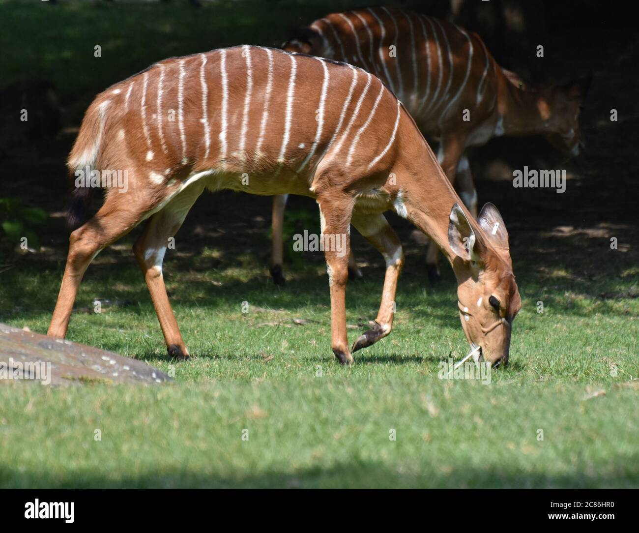 Stunning Female Antelope Eating Grass in the Summer Stock Photo - Alamy